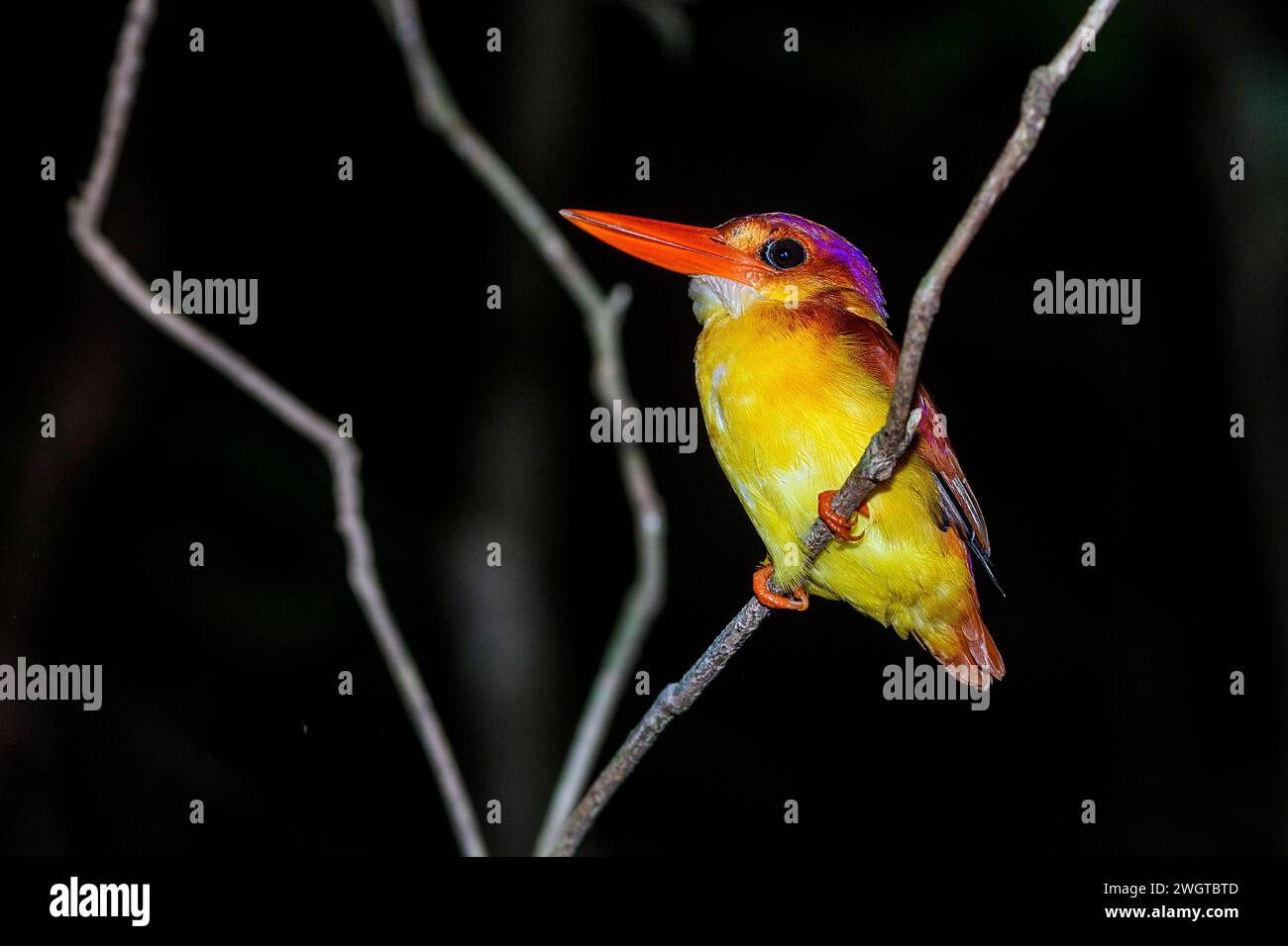 Rufous-backed dwarf kingfisher (Ceyx rufidorsa) from Tanjung Puting ...