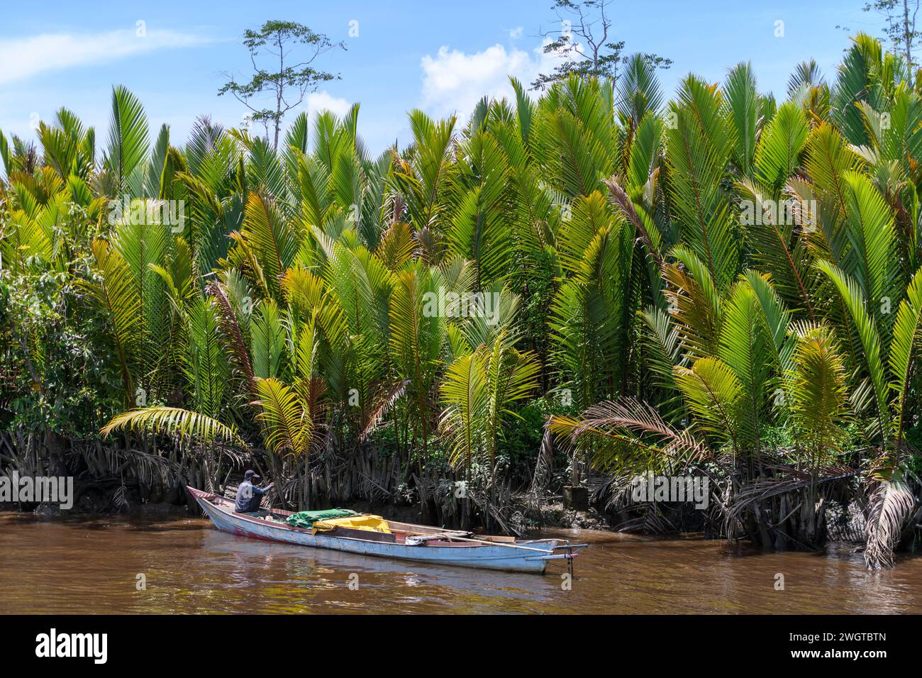 Nipa palms (Nypa fruticans) And local fisherman along the banks of ...