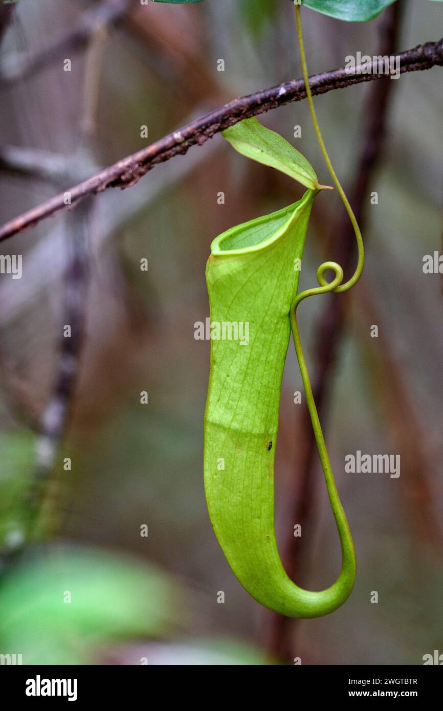 Young piitcher of the pitcher plant Nepenthes mirabilis from Tanjung ...