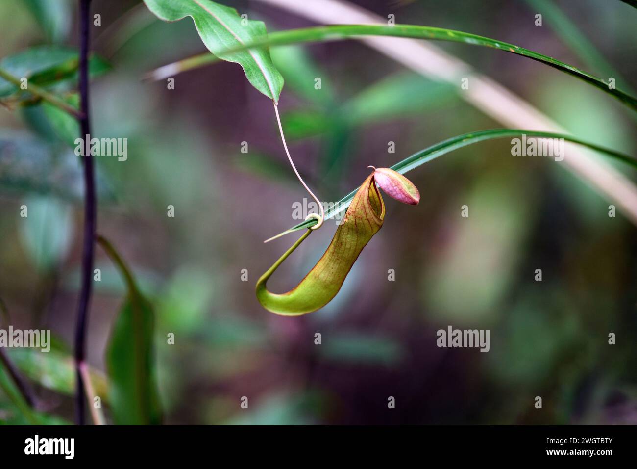 Young piitcher of the pitcher plant Nepenthes mirabilis from Tanjung ...