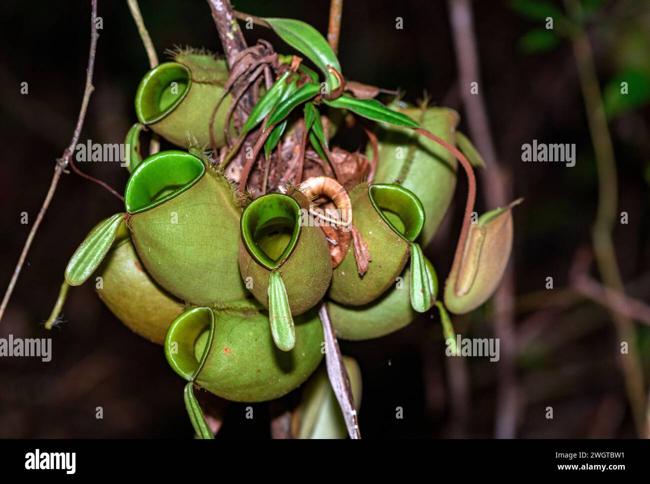 Cluster of pitchers from the pitcher plant Nepenthes sp. (probably N ...