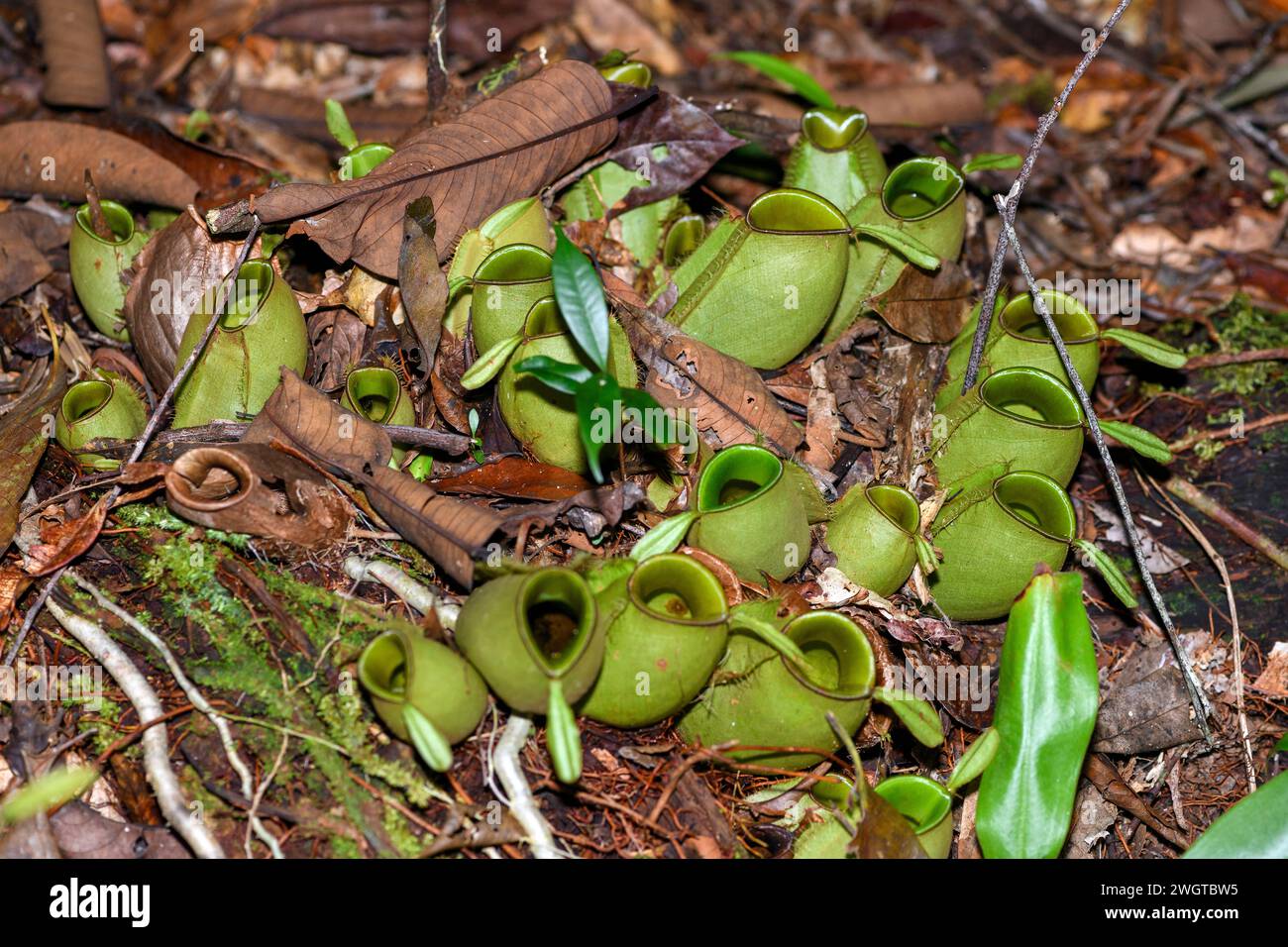 Nepenthes nepenthes ampullaria hi-res stock photography and images - Alamy