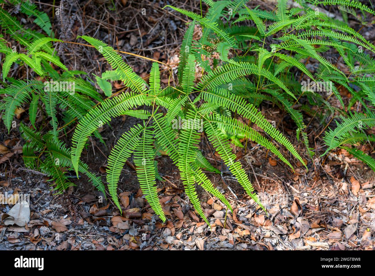Old World fork fern (Dicanopteris sp., probably D. linearis) in Tanjung ...