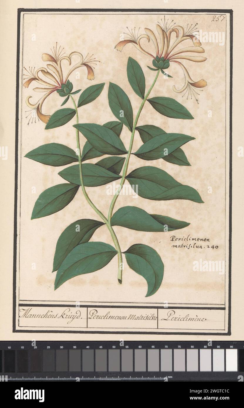 Tuinkamperfoelie or regular honeysuckle (Lonicera Caprifolium ...