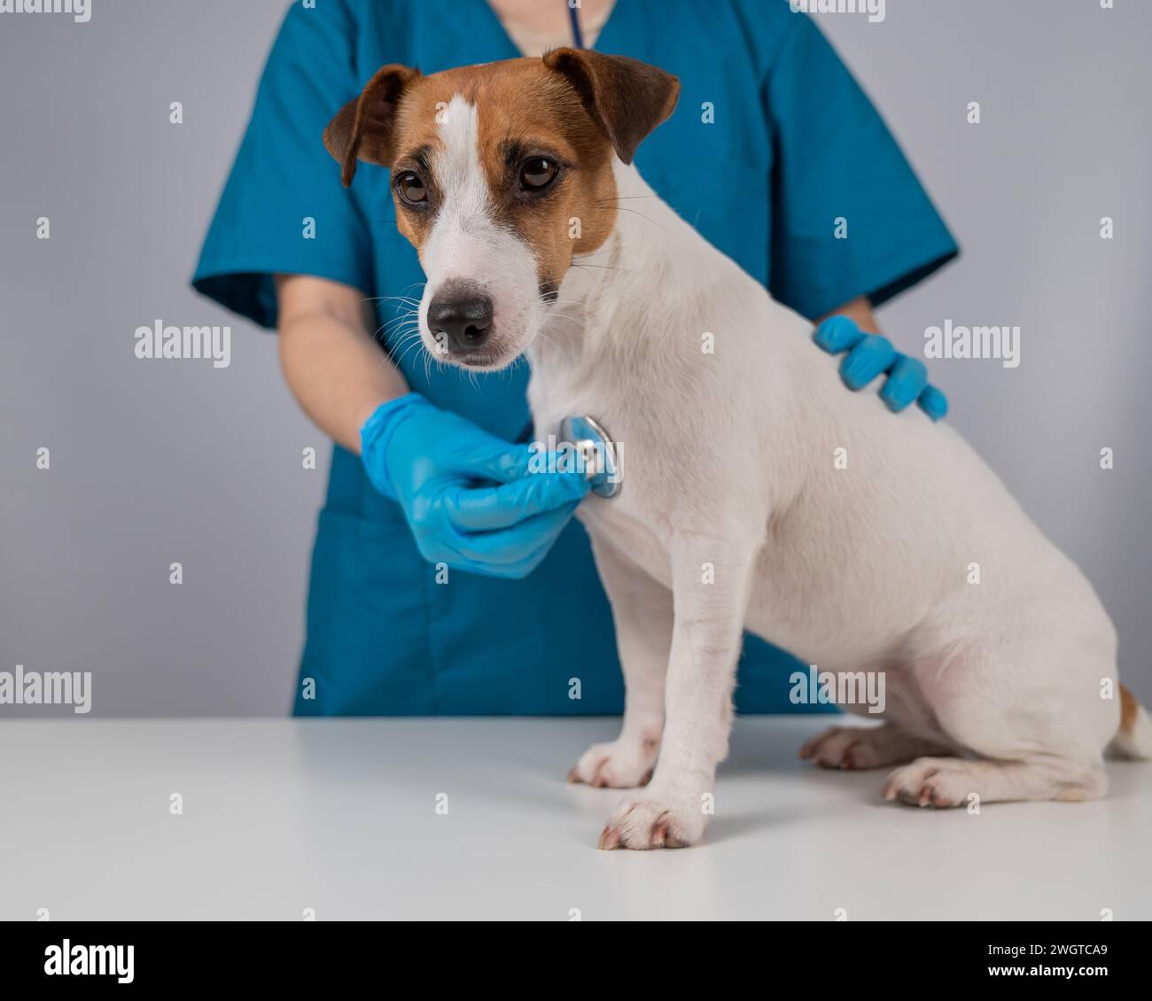 A veterinarian listens to the heartbeat of a Jack Russell Terrier dog ...