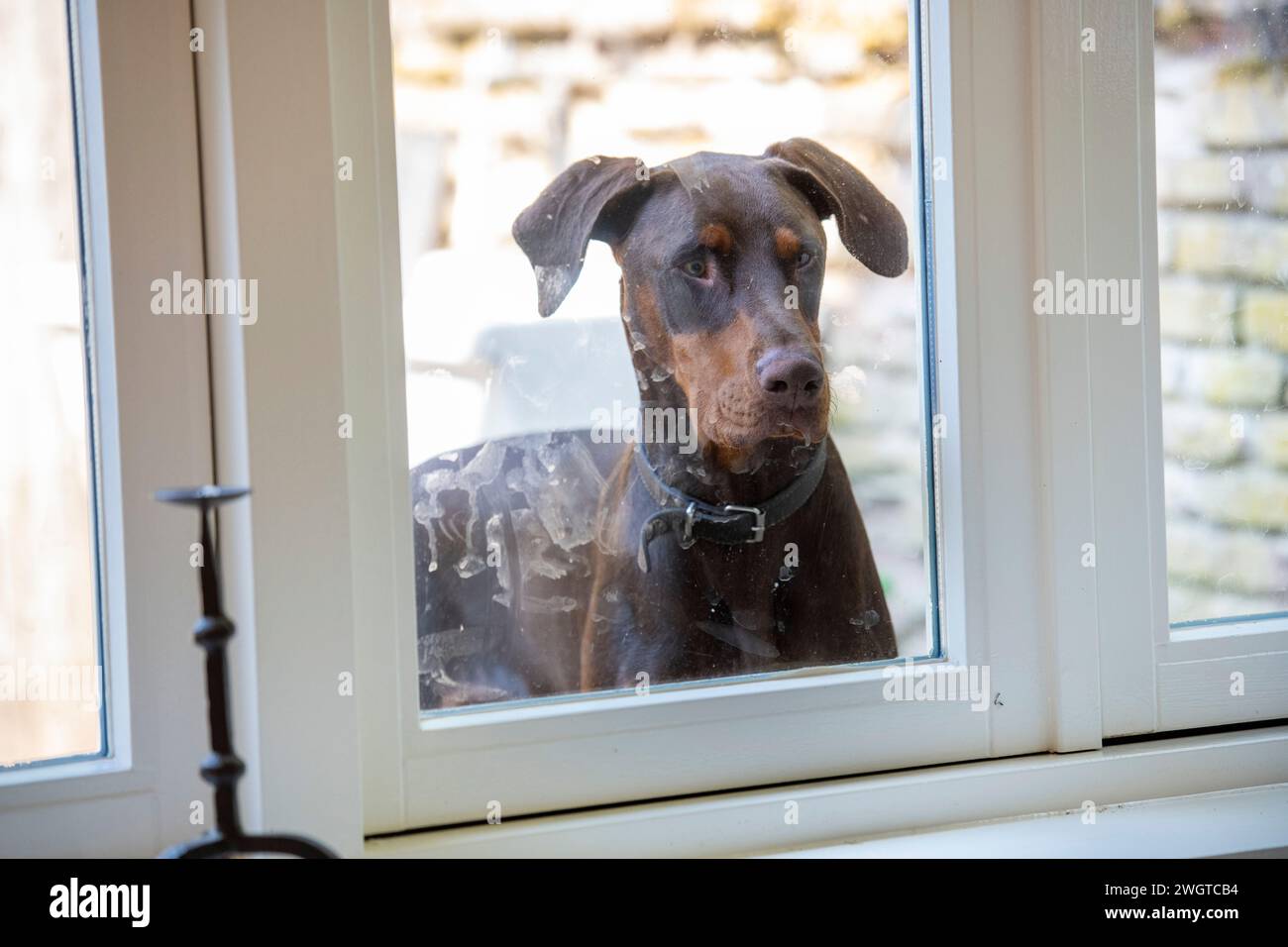 Portrait window pet hi-res stock photography and images - Alamy