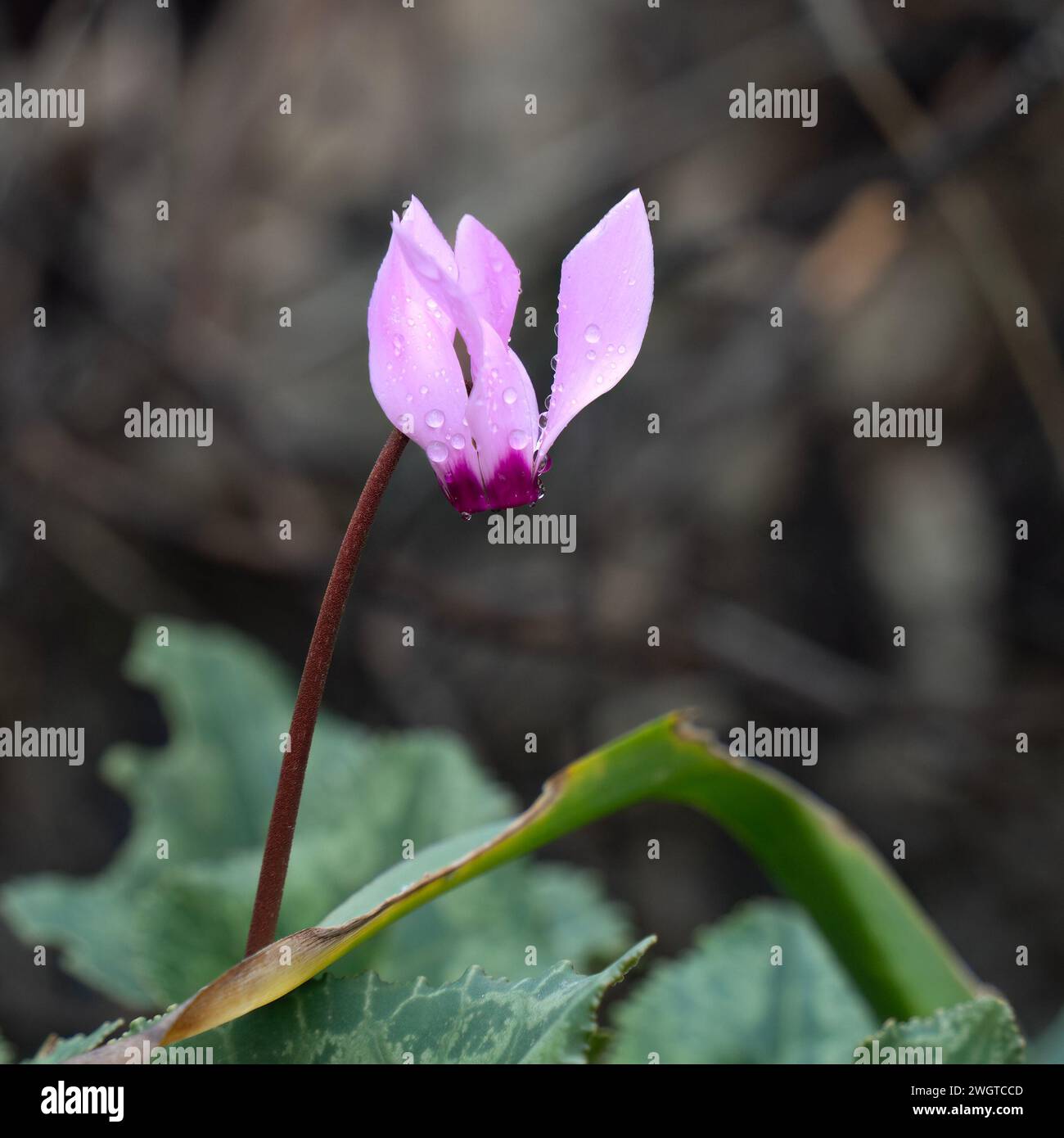 A pink wild Cyclamen, wet with rain drops, in an Israeli meadow Stock ...