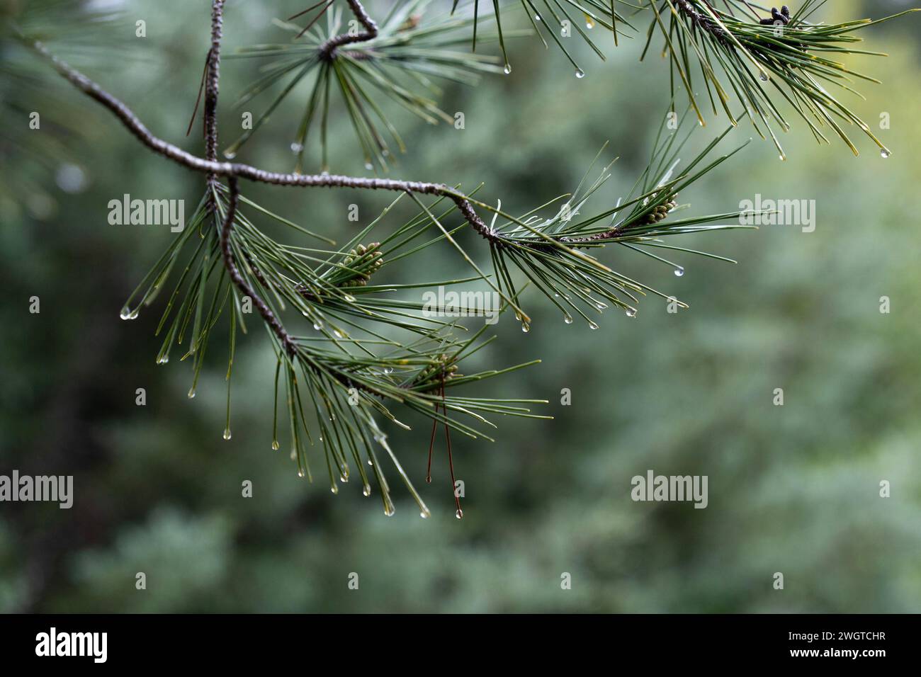 Drops rain in pine leaves hi-res stock photography and images - Alamy