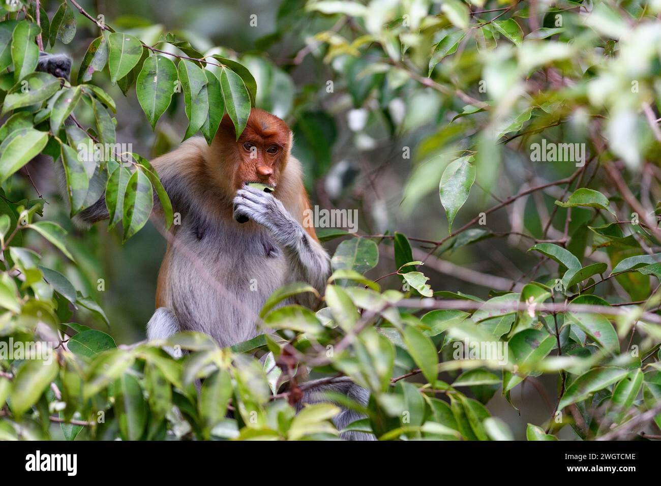 Proboscis monkey (Nasalis larvatus) in Tanjung Puting National Park ...