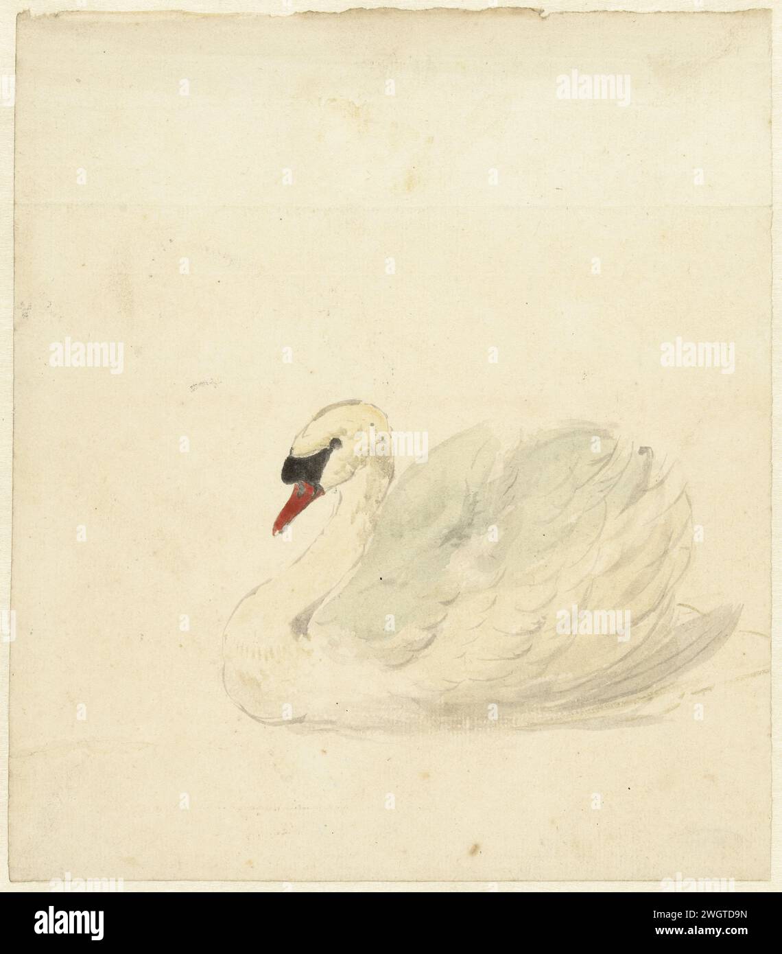 Aert schouman swan hi-res stock photography and images - Alamy