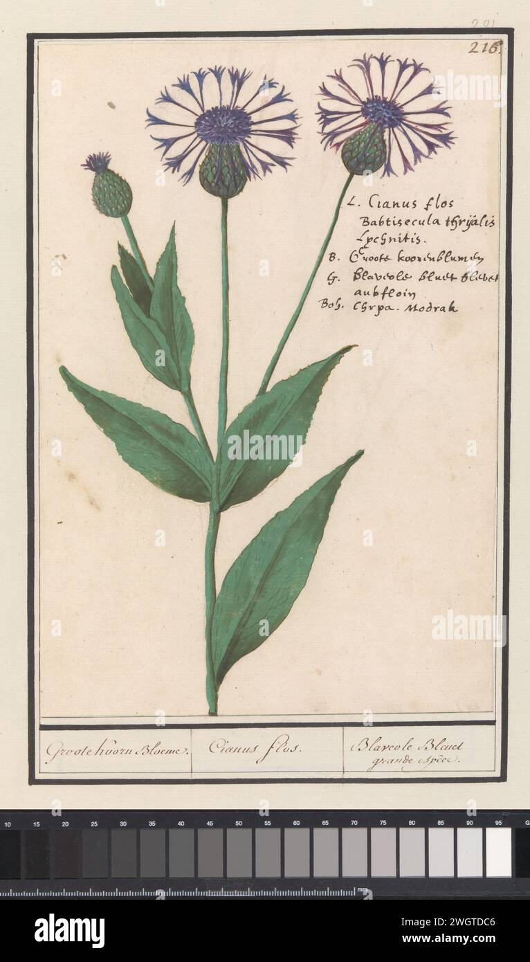 Grote Centaurie (Centaurea scabiosa), Anselm Bootius de Boodt, 1596 ...