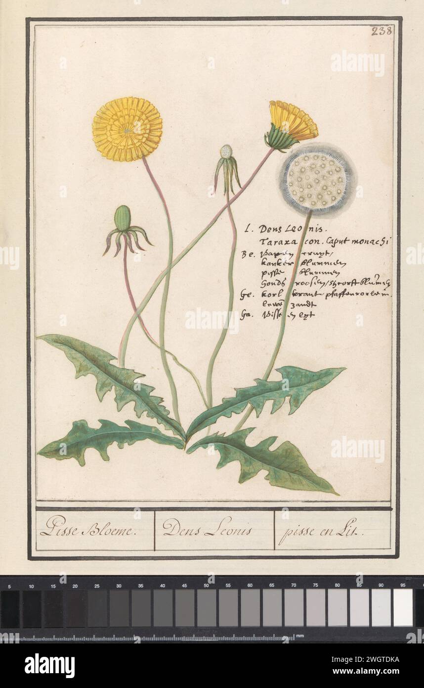 Dandelion drawings hi-res stock photography and images - Alamy