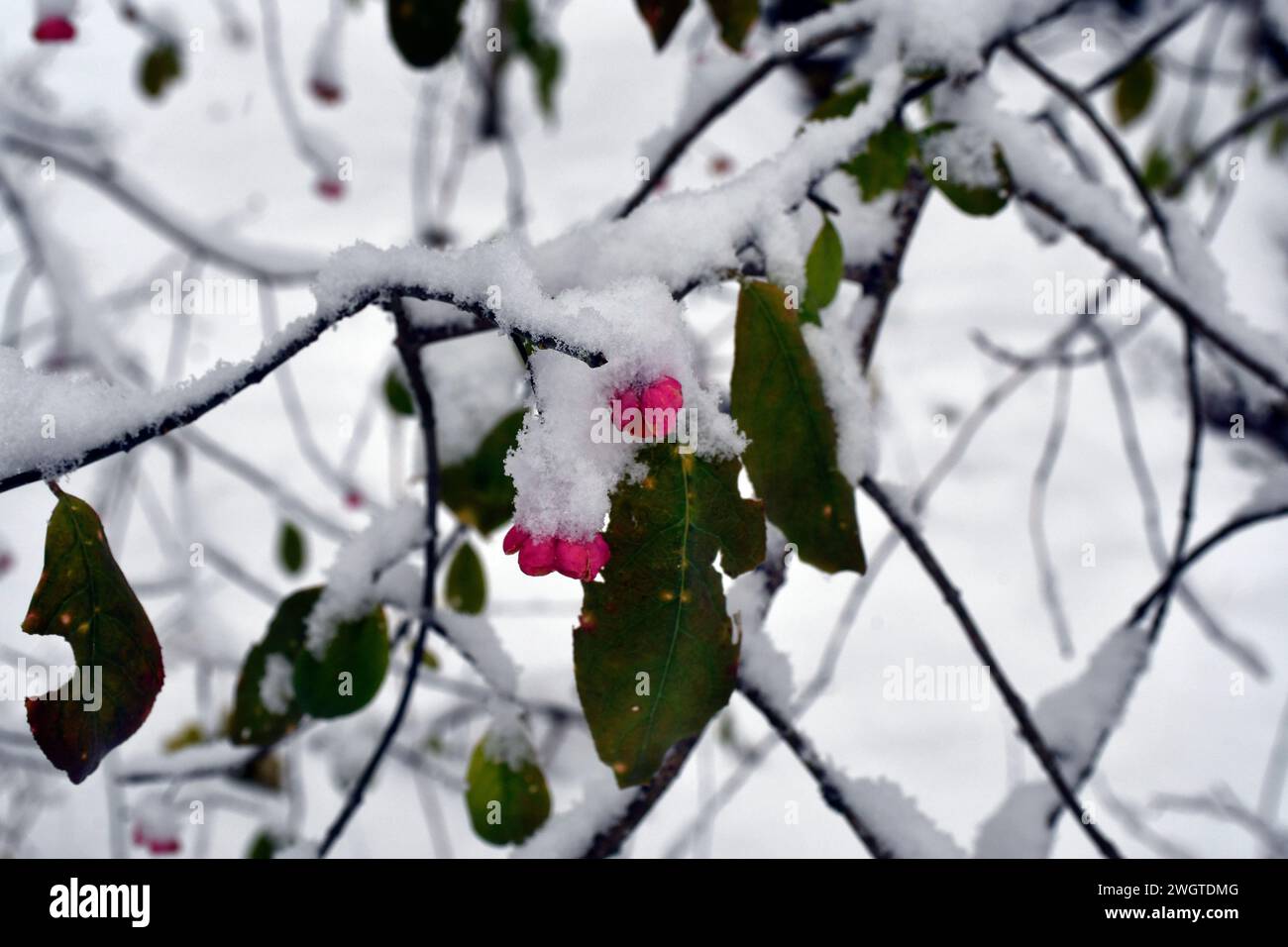 Austria, common spindle bush covered with snow Stock Photo - Alamy
