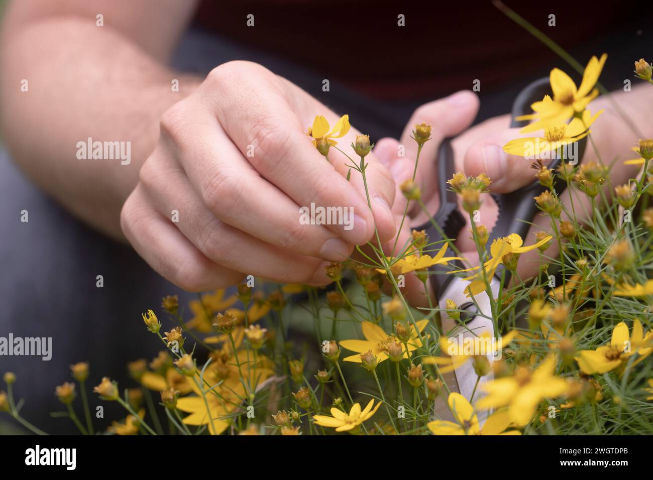 Plucking flower hi-res stock photography and images - Alamy