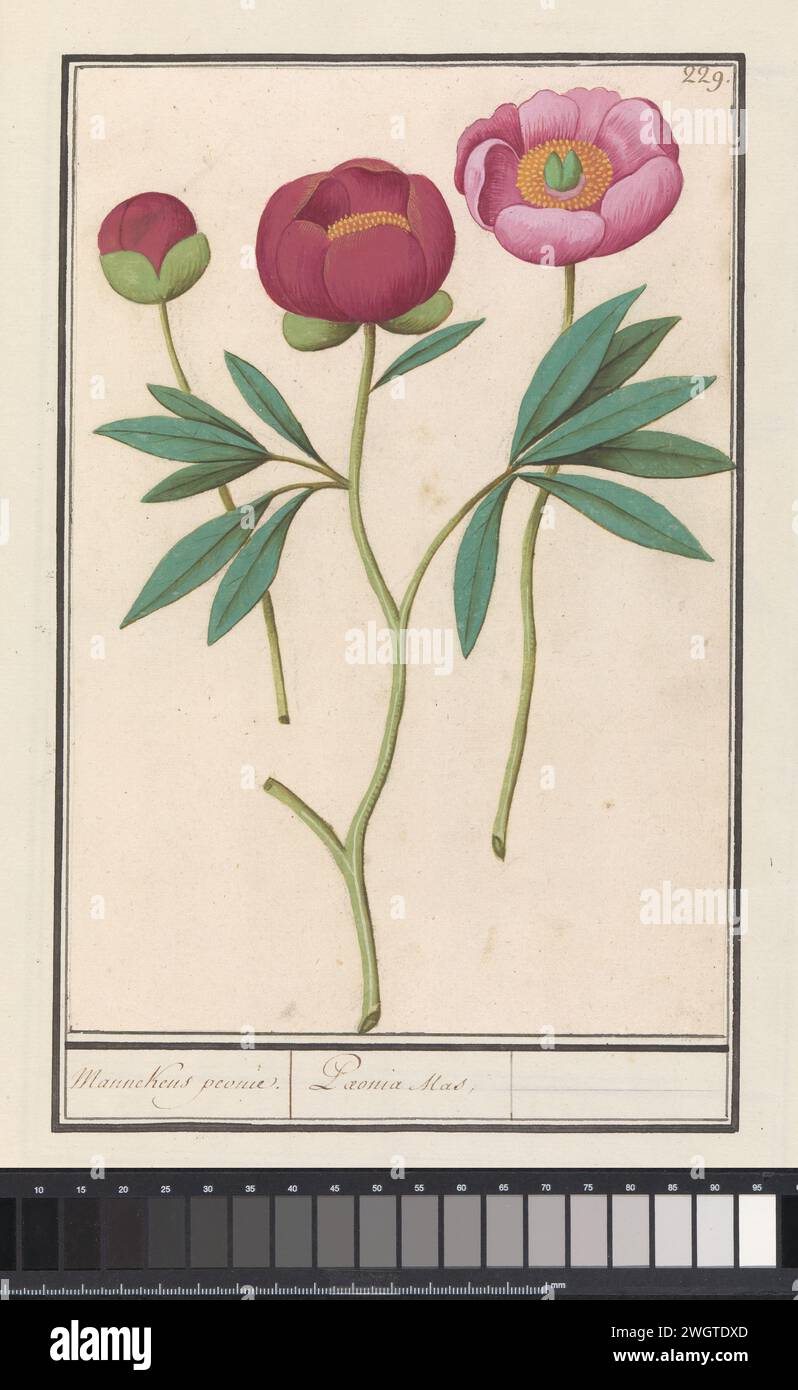 Peonenroos (Paeonia), Anselmus Boëtius de Boodt, 1596 - 1610 drawing ...