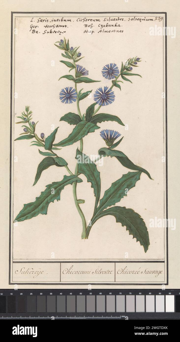 Wilde Chicorei (Cichorium Intybus), Anselmus Boëtius de Boodt, 1596 ...