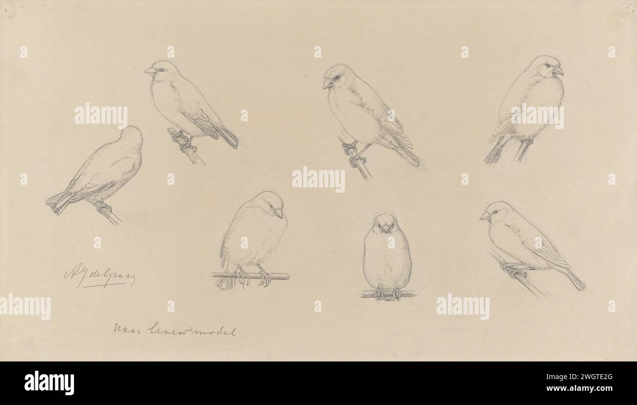 Study sheet with canaries, Julie de Graag, 1887 - 1924 drawing paper. pencil song-birds: canary ...