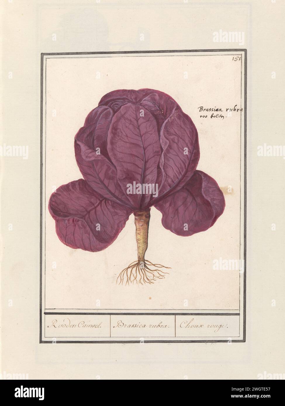 Rode kool (Brassica oleracea convar. Capitata ssp. Rubra), Anselm Boote ...