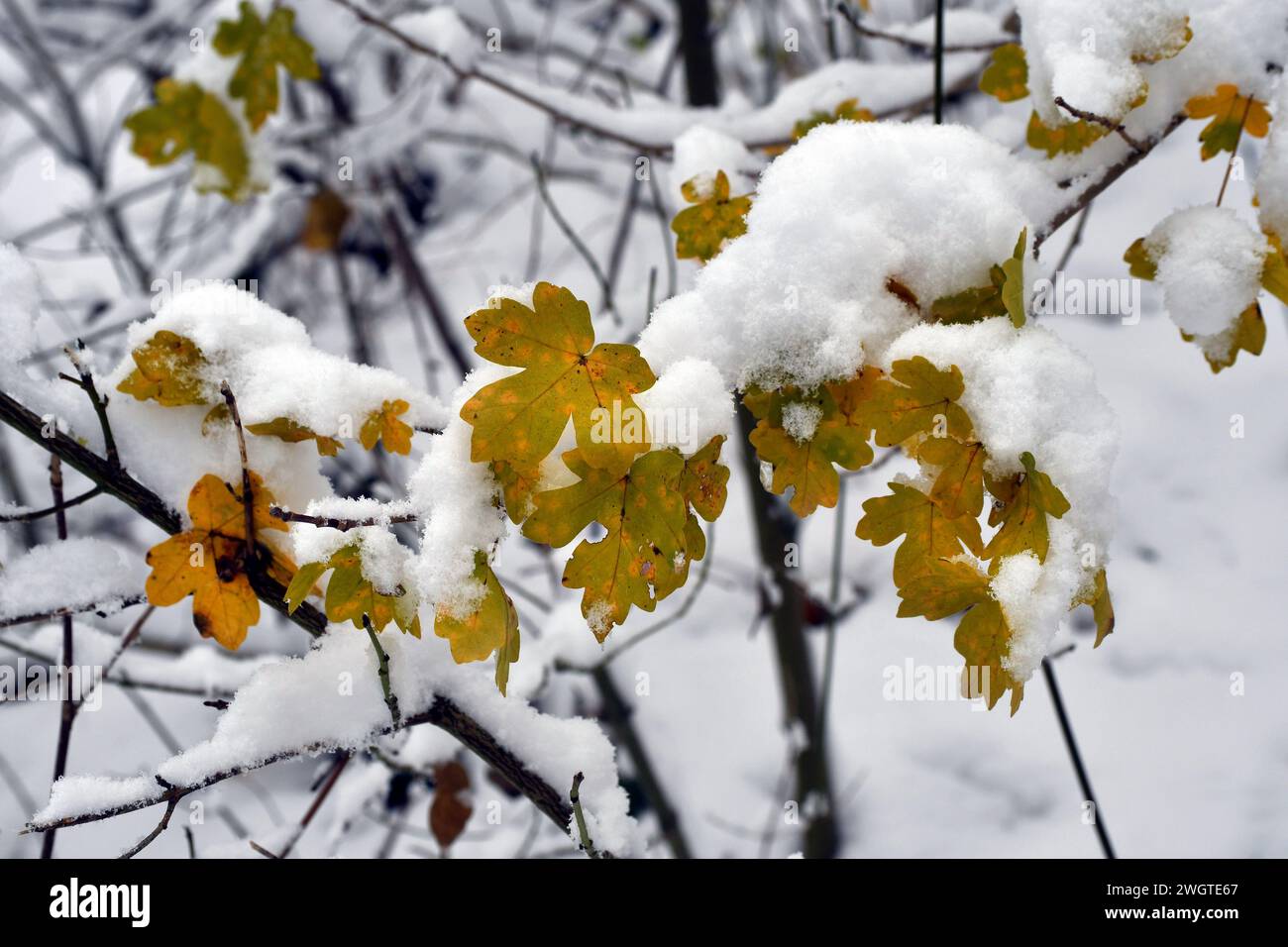 Austria, winter, snow on leaves of deciduous trees Stock Photo - Alamy