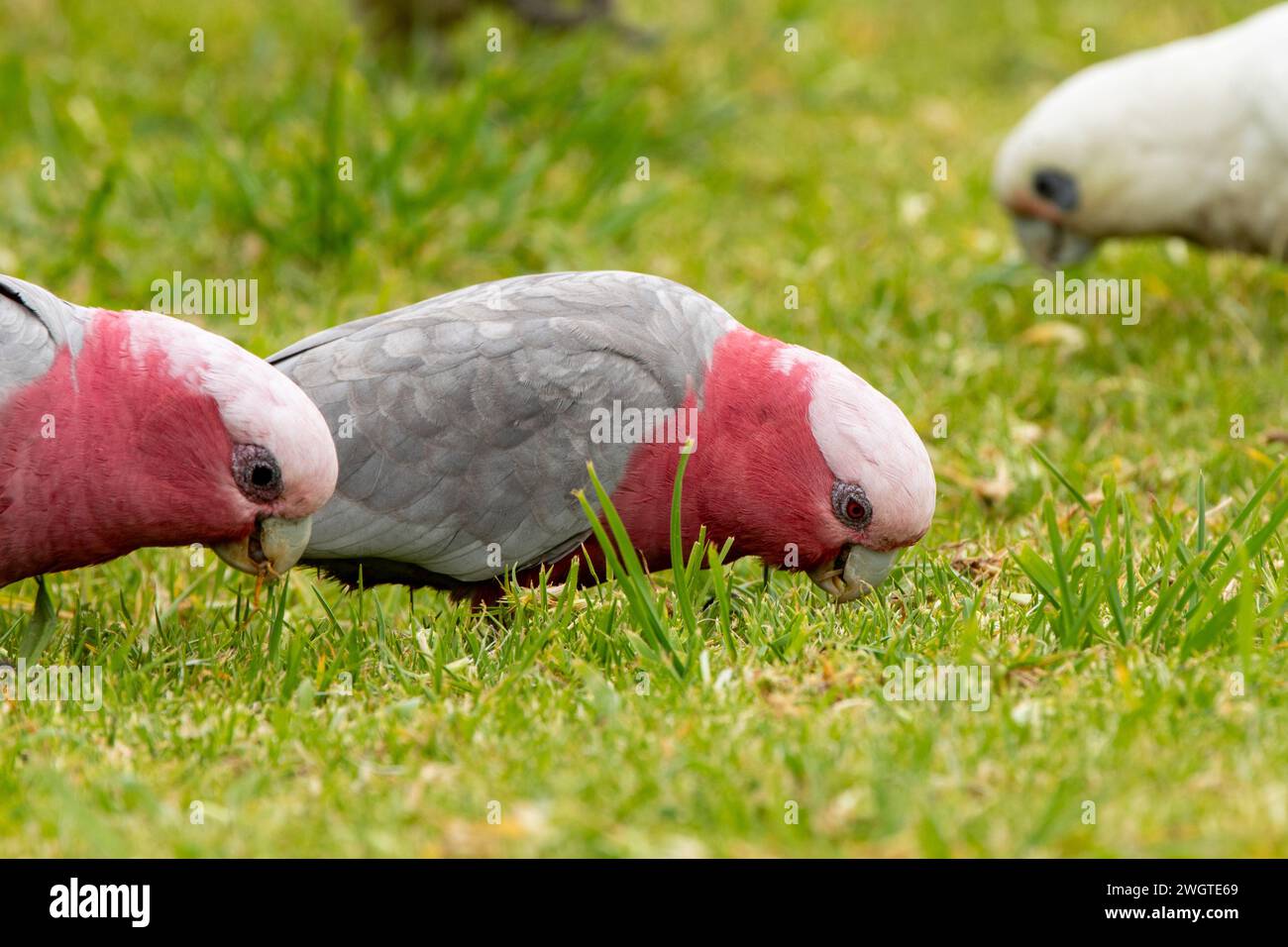 Delicately coloured galahs (eolothus roseicappilla), also known as pink ...
