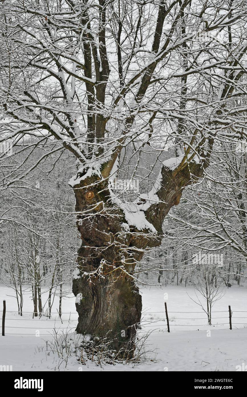 Austria, trees and plants covered with snow, the linden tree is the ...