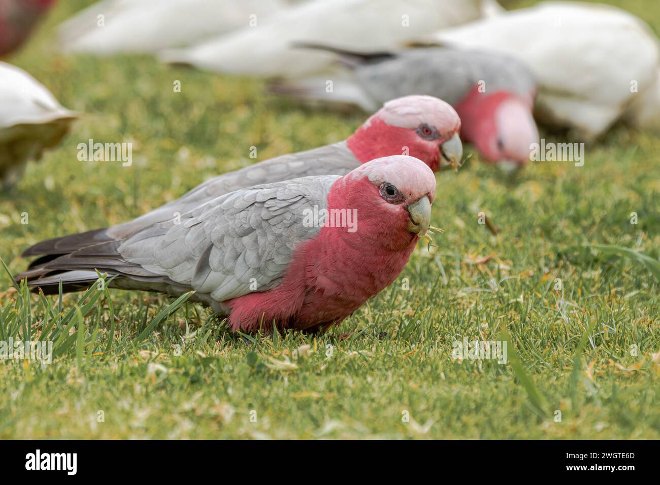 Delicately coloured galahs (eolothus roseicappilla), also known as pink ...