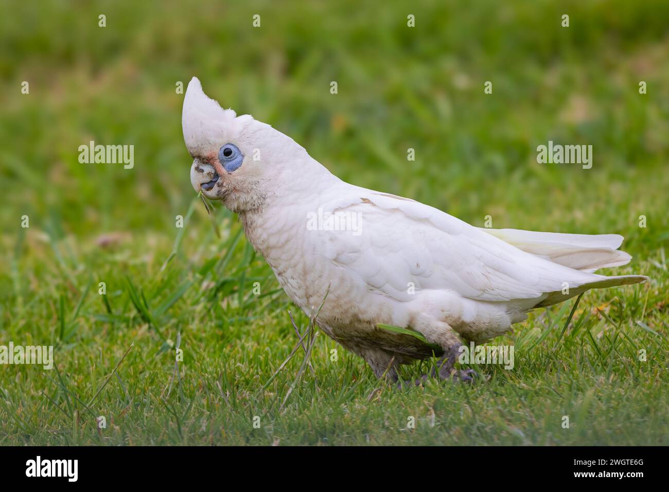 Little Corella (Cacatua sanguinea) forages at a park along the Great ...