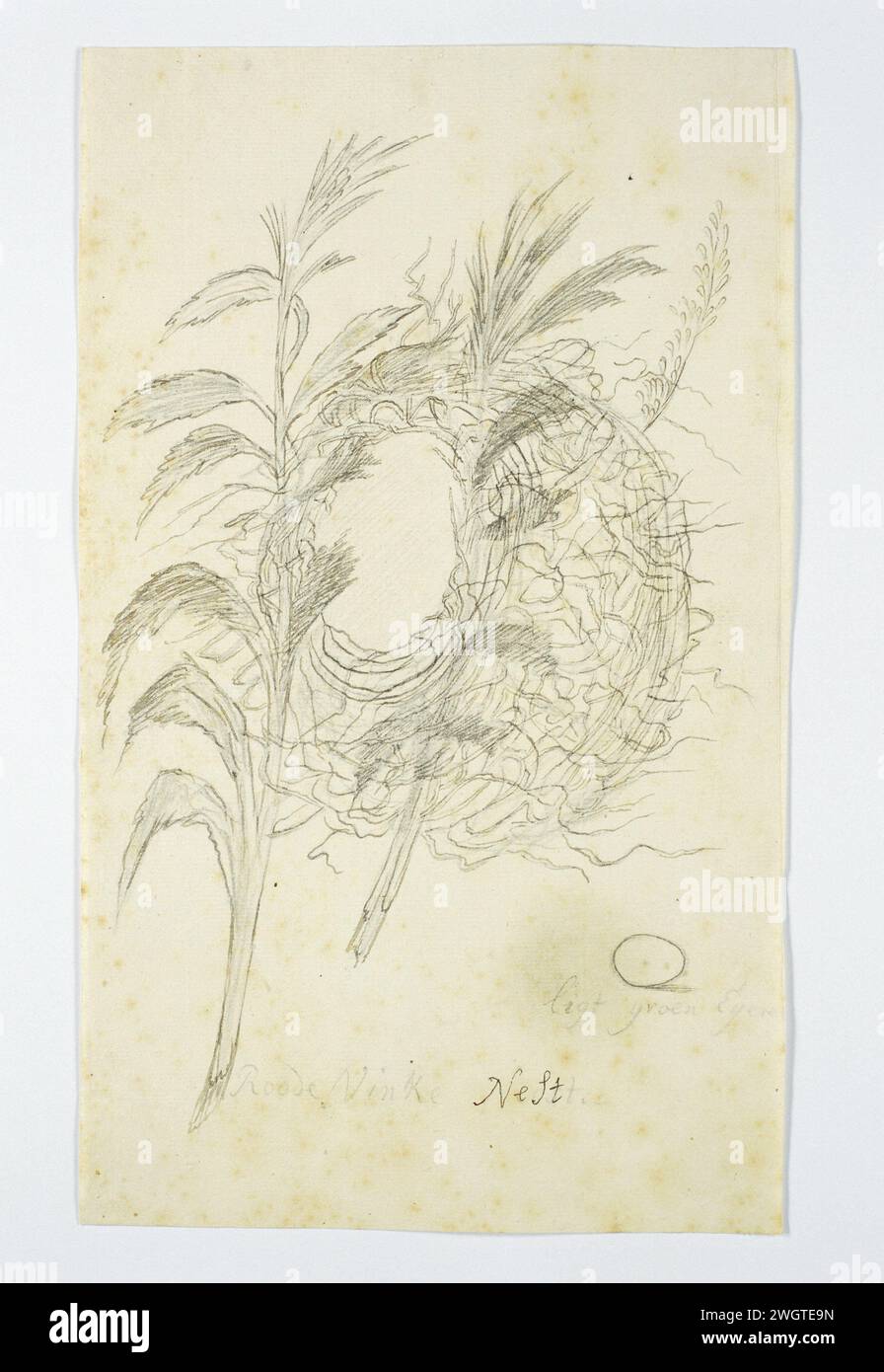 Euplectes orix (Southern red bishop), nest, 1777 - 1786 drawing Bird's ...
