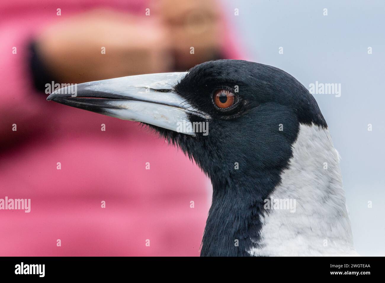 Close-up portrait of an Australian magpie (Gymnorhina tibicen) seen in ...