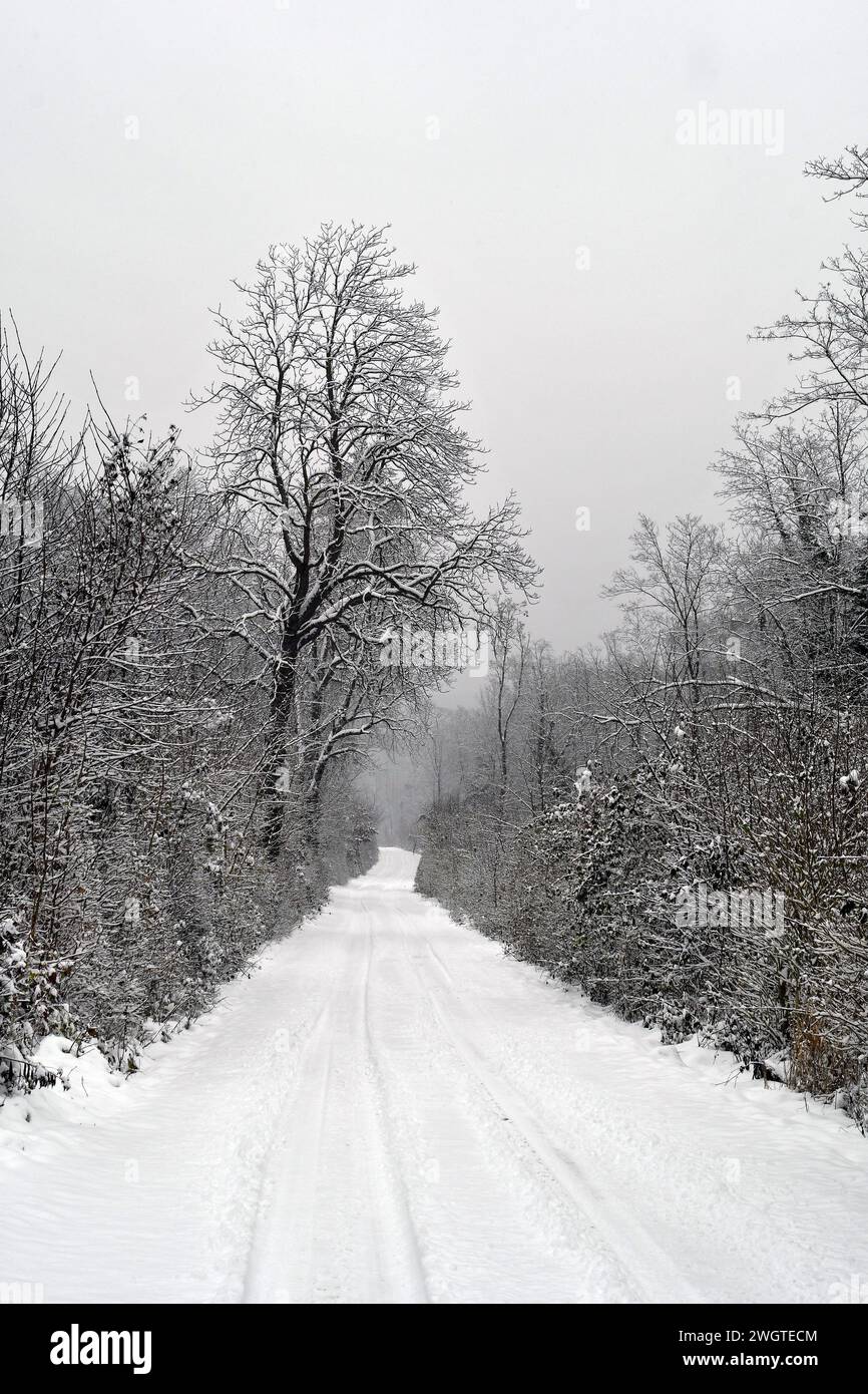 Austria, forest road in deep snow-covered deciduous forest of the ...