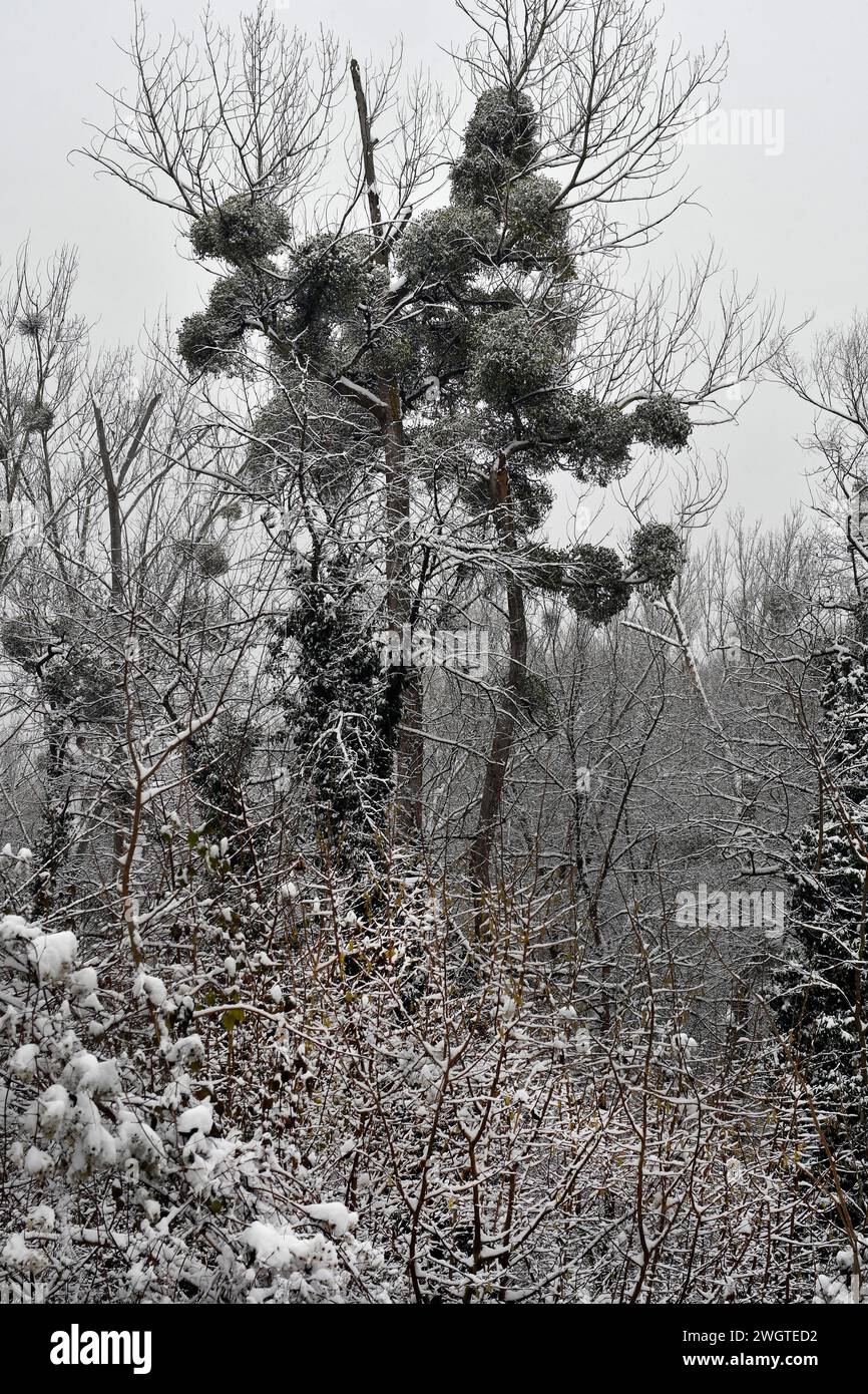 Austria, deep snow-covered deciduous forest of the Mannersdorf Wueste ...
