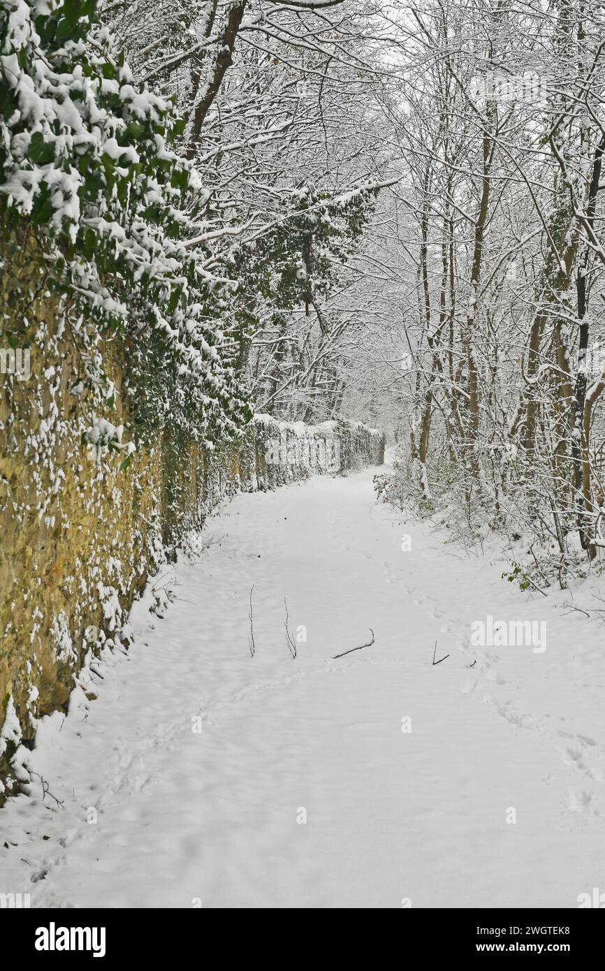 Austria, overgrown wall in deep snow-covered deciduous forest of the ...