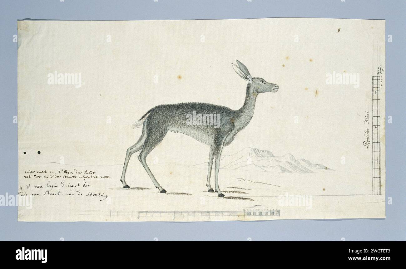 Pelea capreolus (Grey rhebok), 1777 - 1786 drawing Cape Reebok (Pelea ...