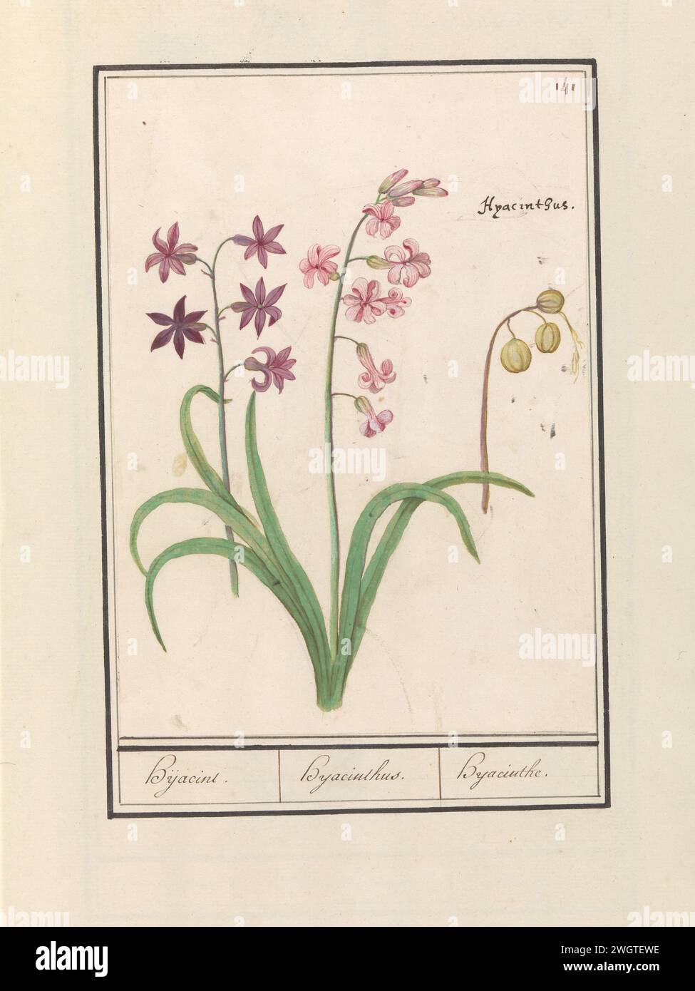 Hyacint (blue orientalis), Boëtius de Boodt, 1596 - 1610 drawing Pink ...