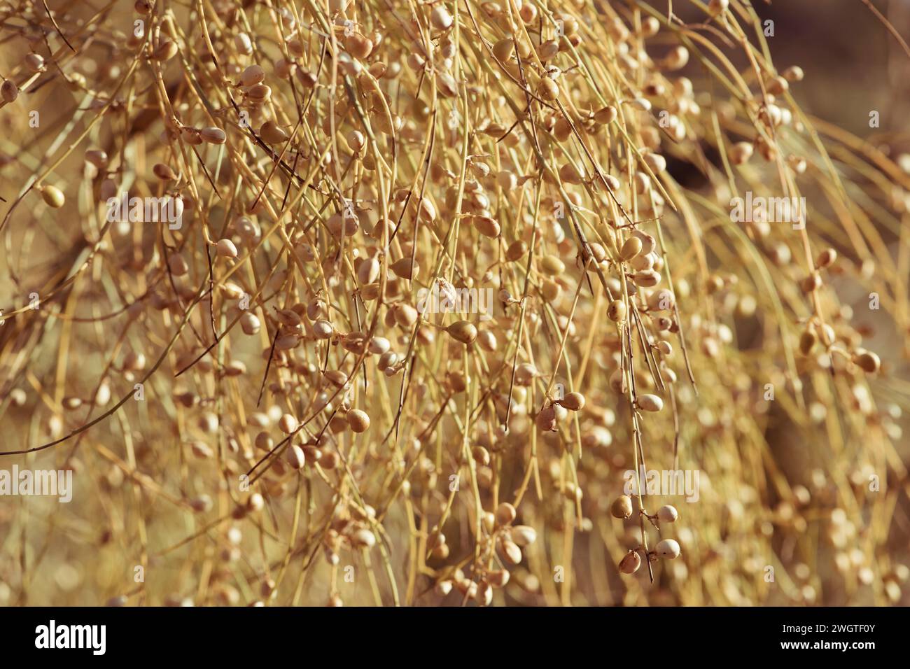Seeds blowing in the wind hi-res stock photography and images - Alamy