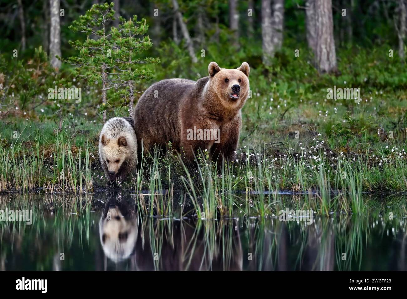 Bear mom with a cub at the swamp pond Stock Photo - Alamy