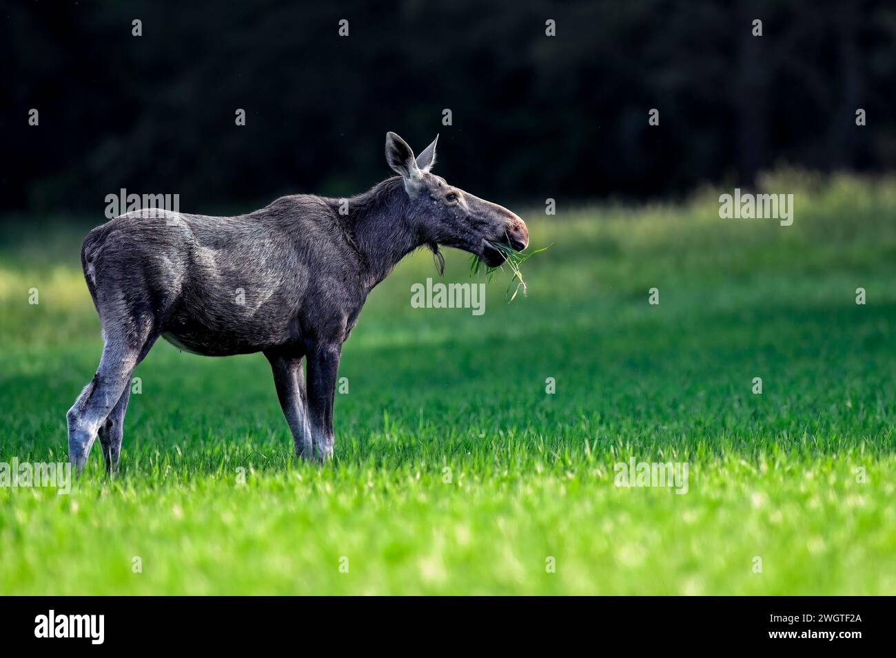 Close up moose nose hi-res stock photography and images - Alamy
