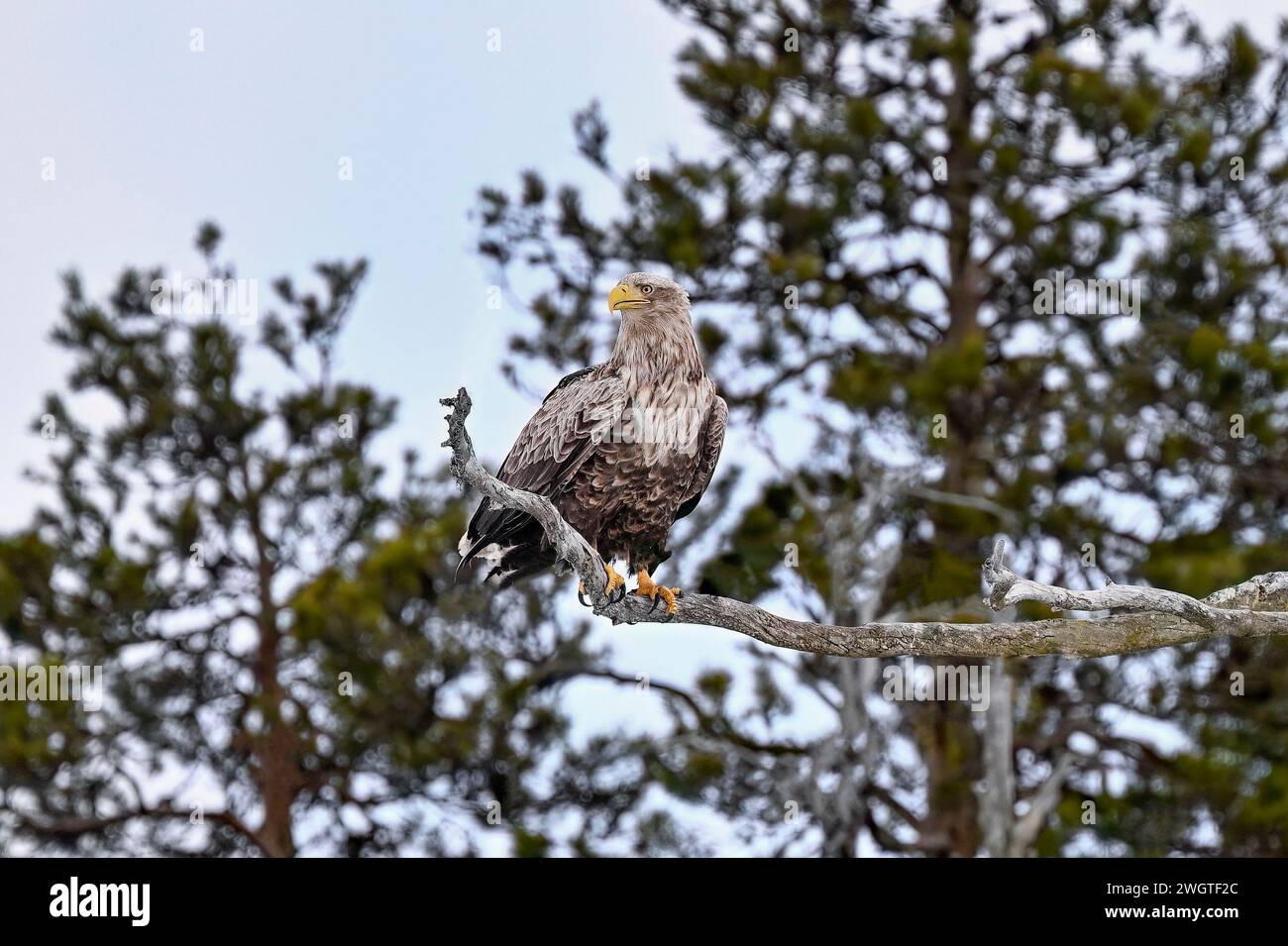 White tailed eagle at winter hi-res stock photography and images - Alamy