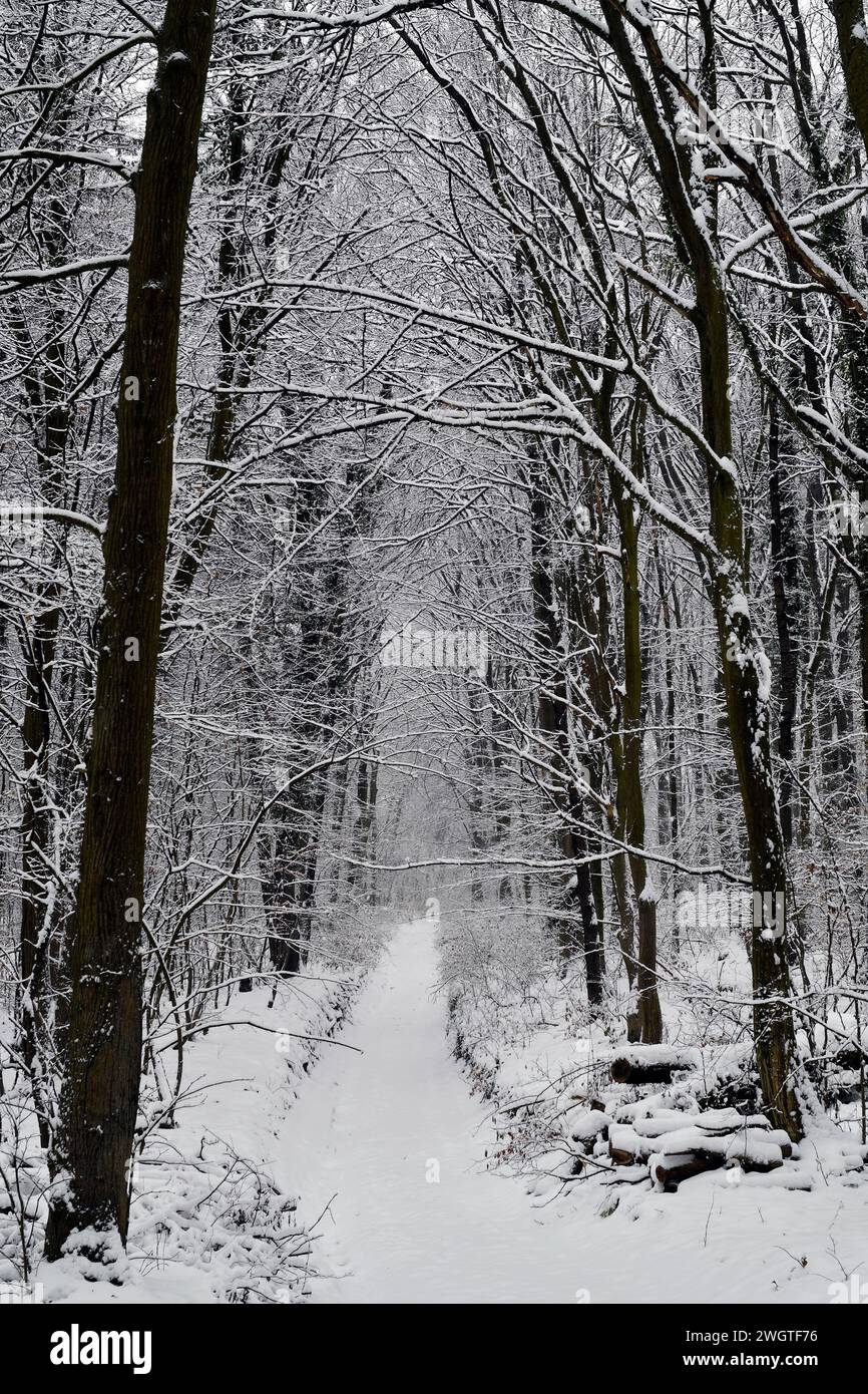 Austria, Deep snow-covered hiking trail in the deciduous forest of the ...