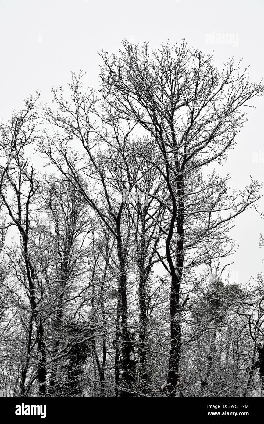 Austria, deep snow-covered deciduous forest of the Mannersdorf Wueste ...