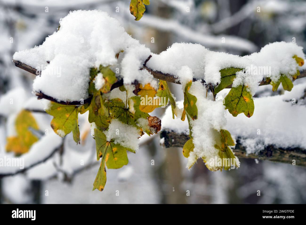Austria, leaves in deep snow-covered deciduous forest of the ...