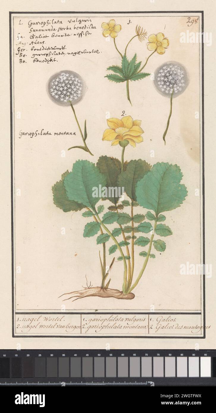 Geel Nagelkruid (Geum polite) en Alpen Geel Nagelkruid (Geum Montanum ...