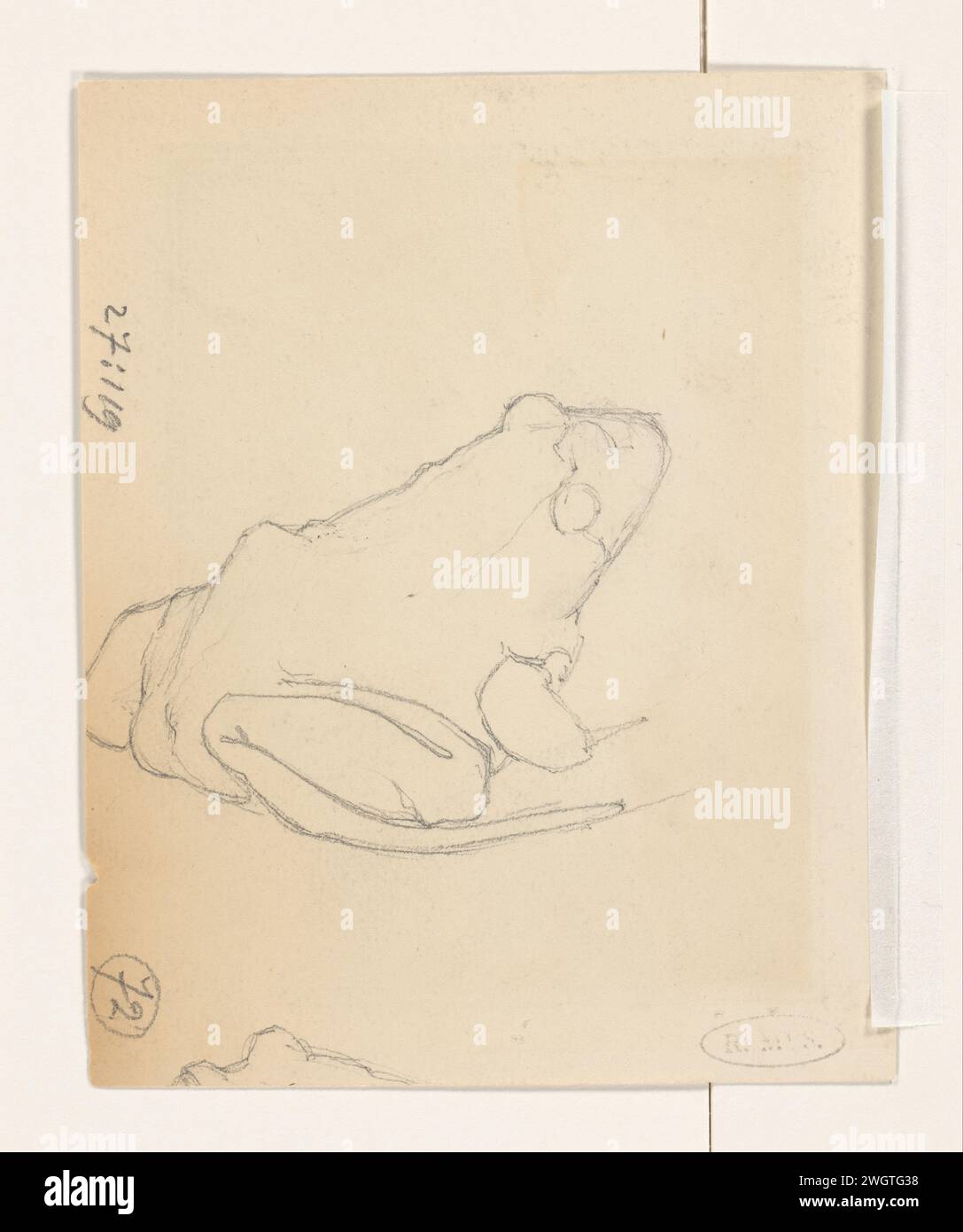 Frog, Julie de Graag, 1887 - 1924 drawing paper. pencil tailless amphibians: frog Stock Photo ...