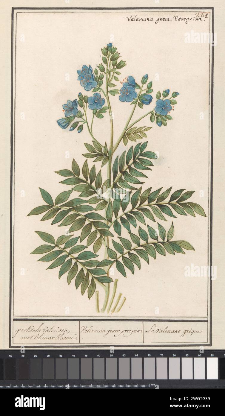 Greek flowers drawing hi-res stock photography and images - Alamy