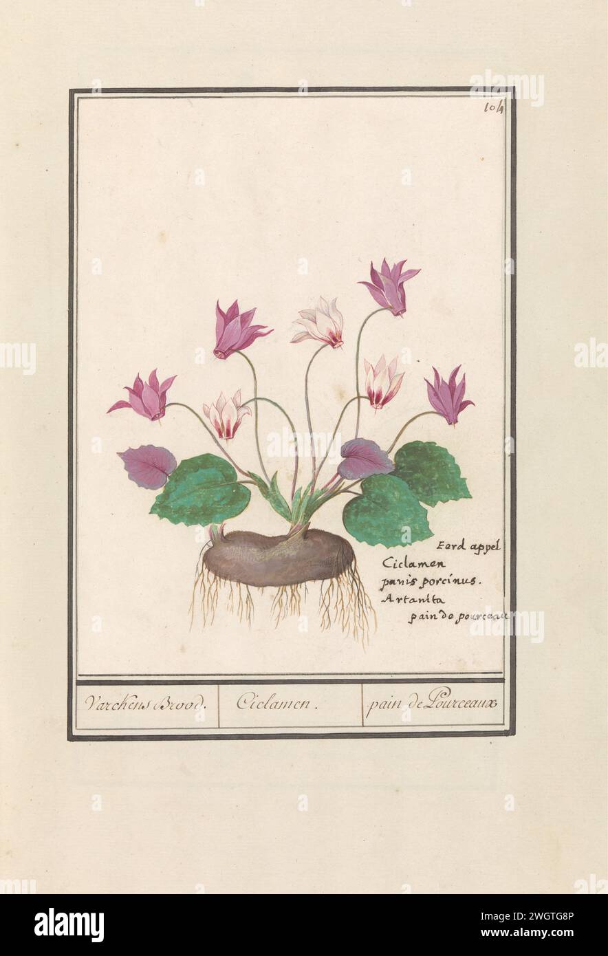 Cyclamen (Cyclamen), Anselmus Boëtius de Boodt, 1596 - 1610 drawing ...