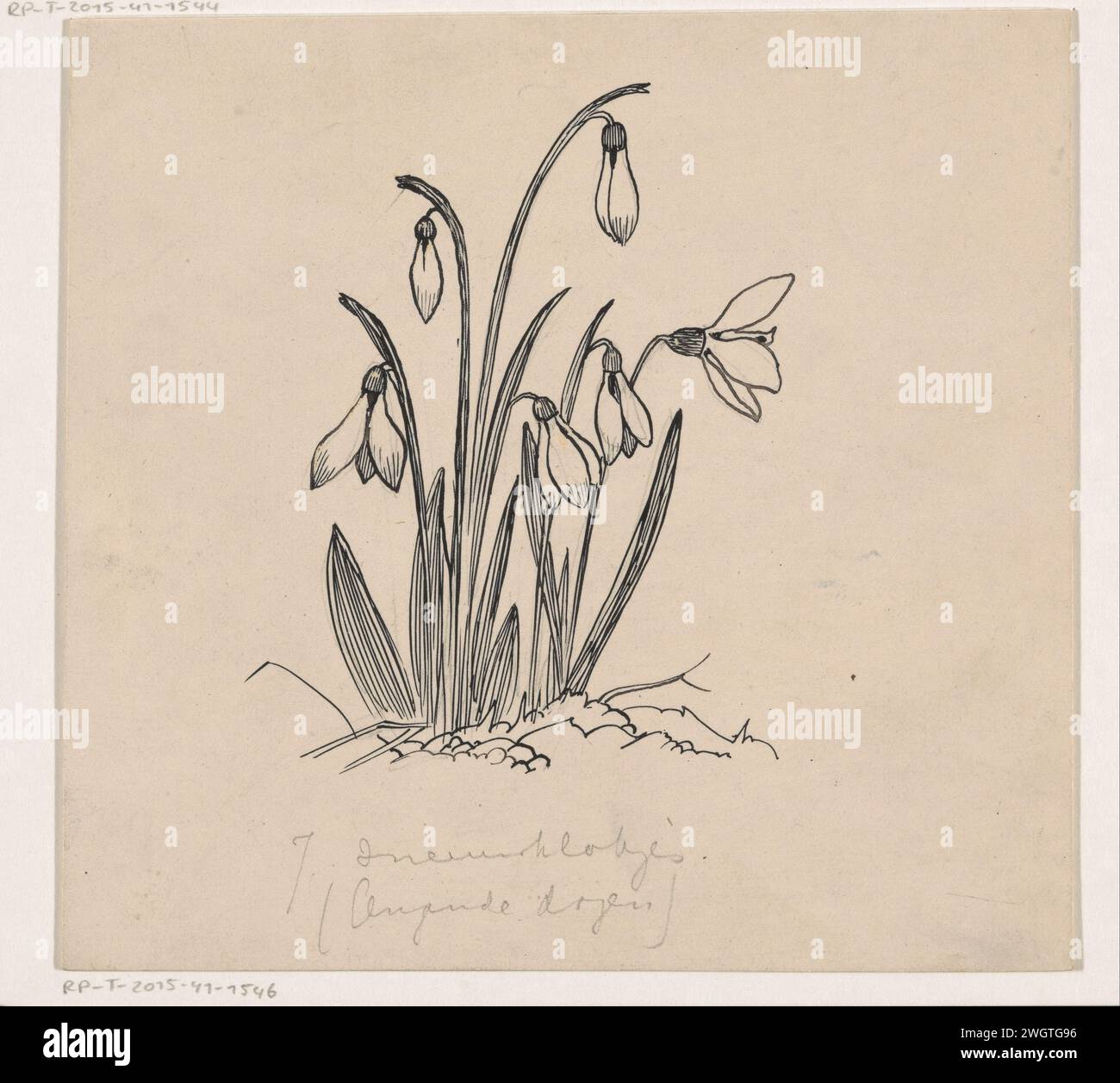 Snowdrops, Henri Verstijnen, 1892 - 1940 drawing cardboard. ink. pencil ...