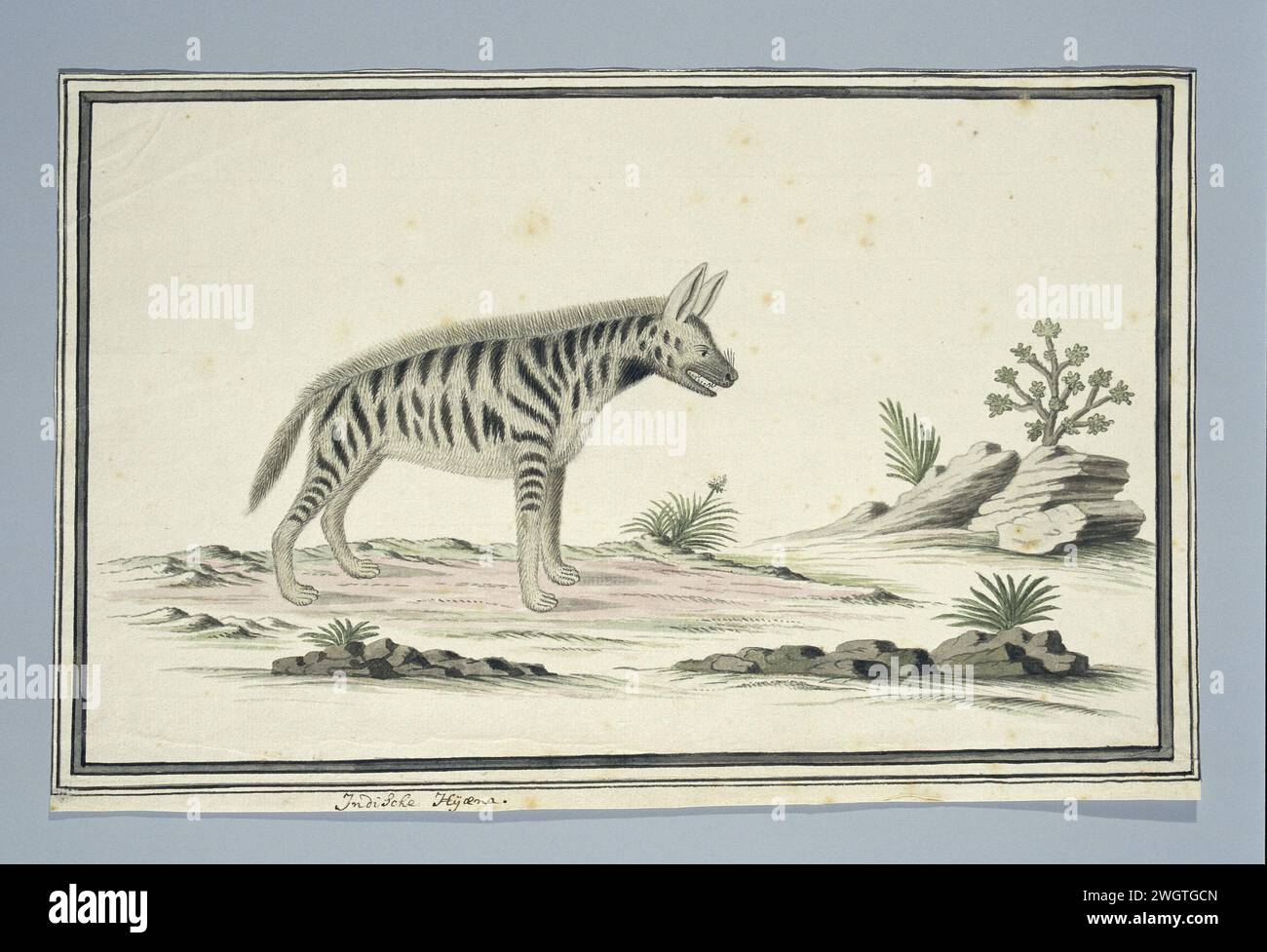 Aardwolf drawing hi-res stock photography and images - Alamy