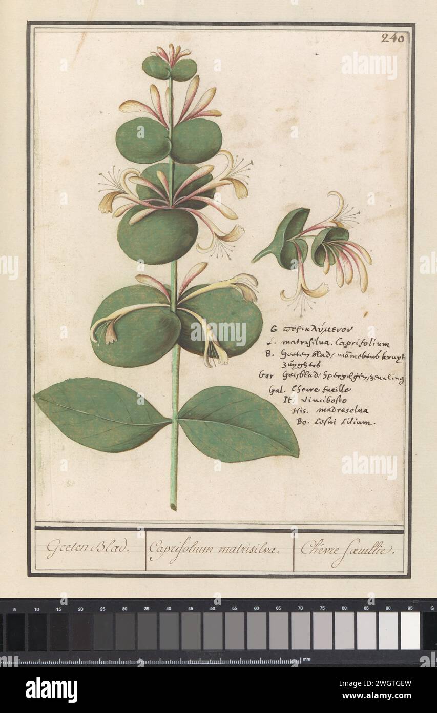 Normal honeysuckle (Lonicera Caprifolium), Anselmus Boëtius de Boodt ...