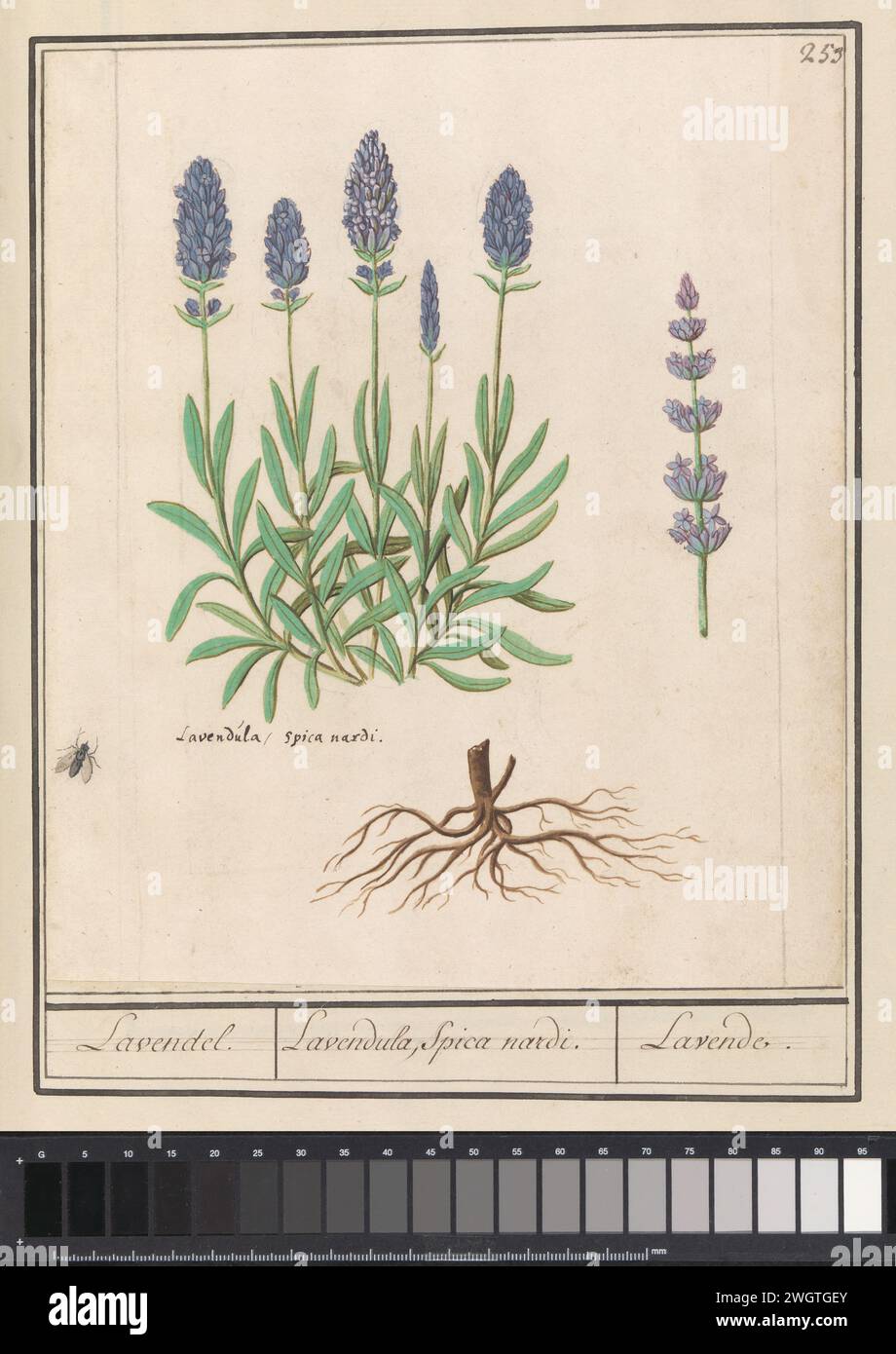 Lavendel (Lavandula), Anselm Bootius de Boodt, 1596 - 1610 drawing ...