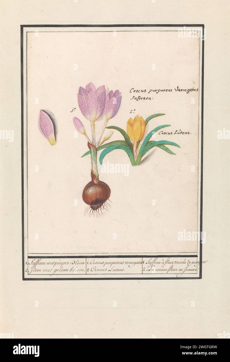 Krokus (Crocus), Anselmus Boëtius de Boodt, 1596 - 1610 drawing Purple ...